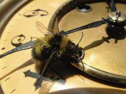Histoire de la perception du temps chez les abeilles 🤯 Alors, en 1929 ...