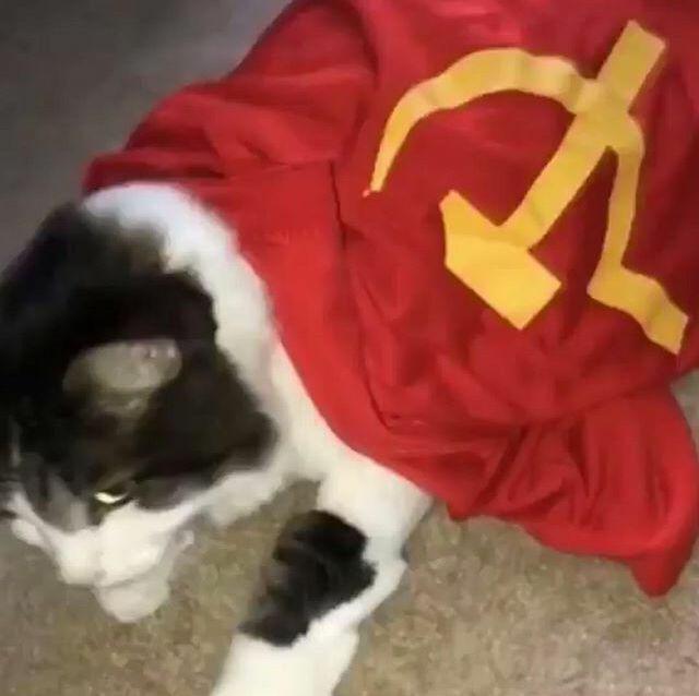 Cat : "Communism will be returned." - Horatio Pasipica's Moment on ...