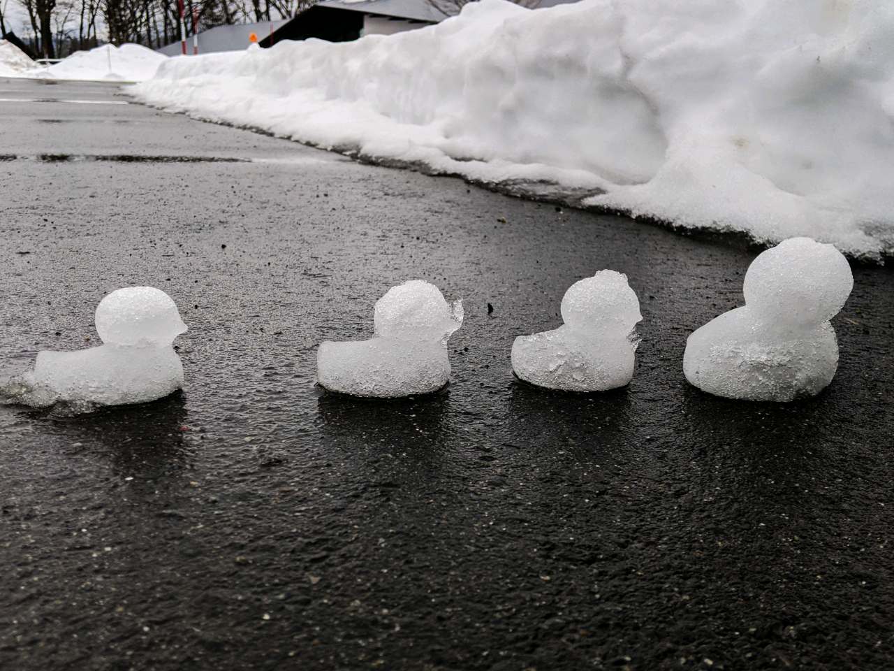 気を付けて！ アヒルの交差！ Watch out! Ducks crossing! 今から午前6時までにバス乗ってるからメッセージお願いします ...