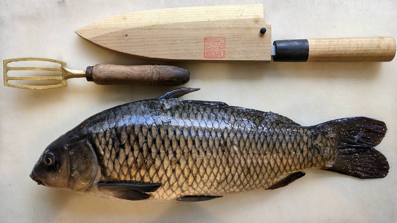 Two days, two different fishes to clean! First one is a Japanese Koi ...