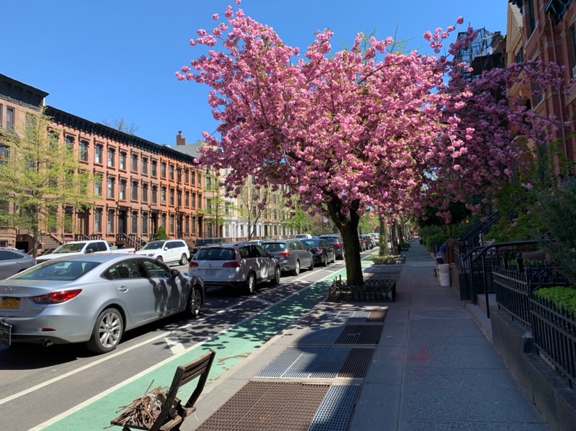 The trees were finally blooming in New York this week. The pink one was ...