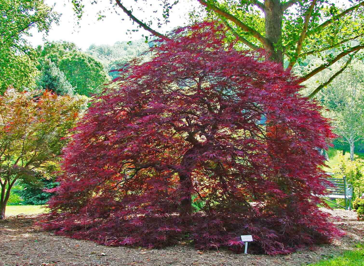 I loved Japanese Maples growing up. My mom had a beautiful one in her ...