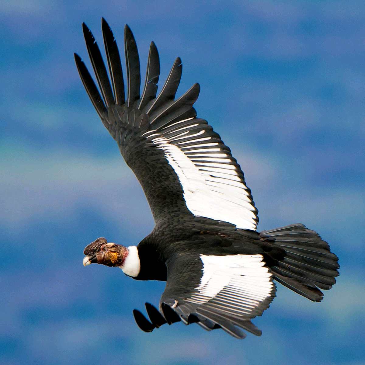 The Andian Condor. Flying up to 70 km/h the Inca civilization ...