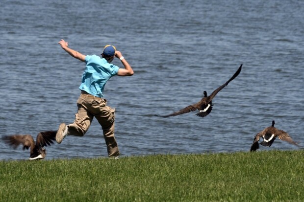 Idiom of the Day: “Wild goose chase” If someone takes on a pointless ...