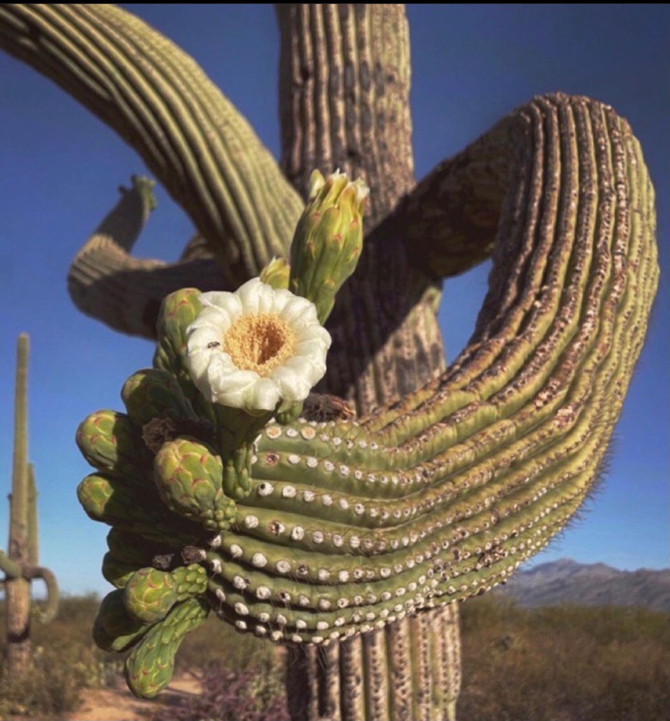 When nature hands you a bouquet of flowers you need to stop and smell ...
