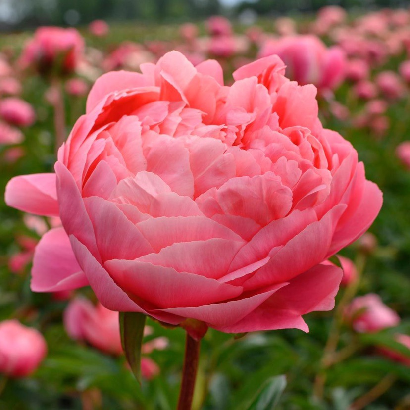 My other favorite flower— the beautiful and majestic PEONY. I love big ...