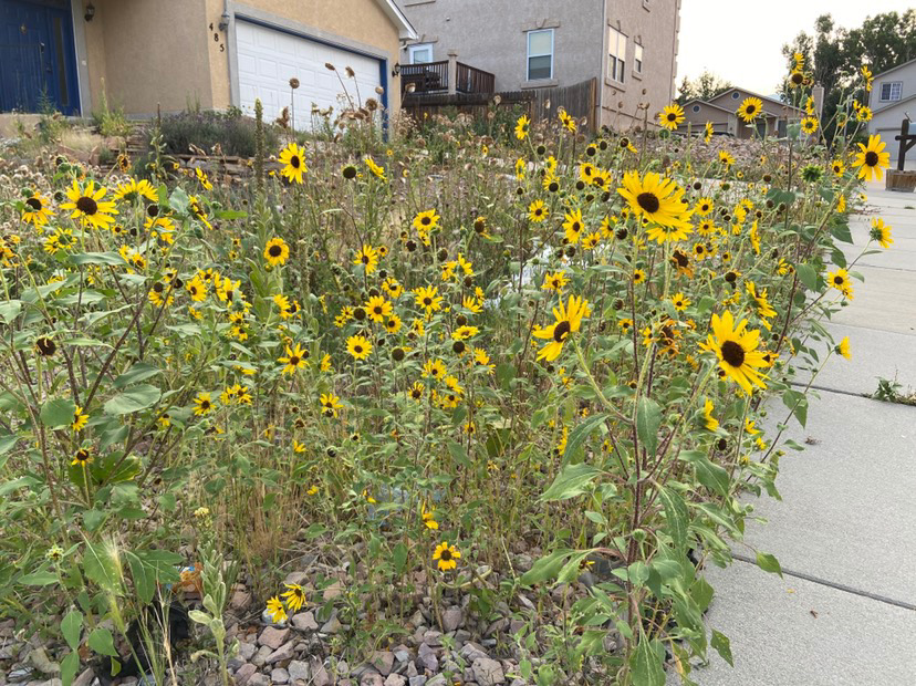 Wild sunflowers are forms of pure joy. They support ecosystems both ...